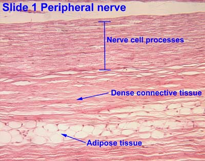 Peripheral Nerve Histology Labeled